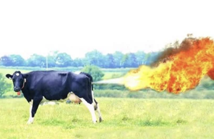 IS The New Cow Fart Drug Dangerous To Humans? I Did Some Research. You ...