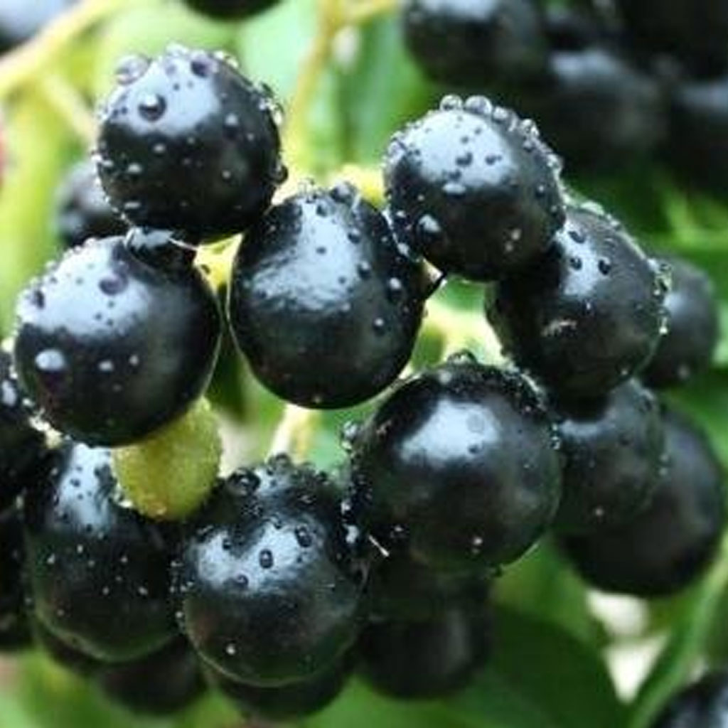 The delicious Black Jamun could be the answer to India's energy shortage